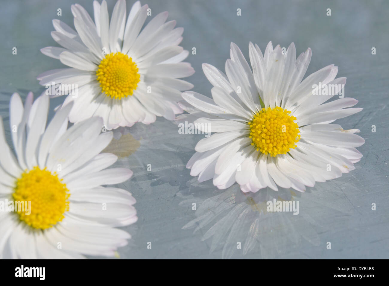 Three daisies positioned in a row on a glass surface with an aqua blue ...