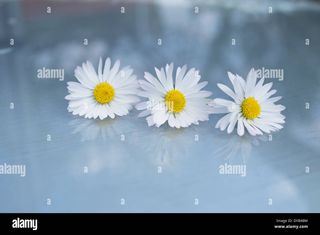 Three daisies positioned in a row on a glass surface with an aqua blue ...