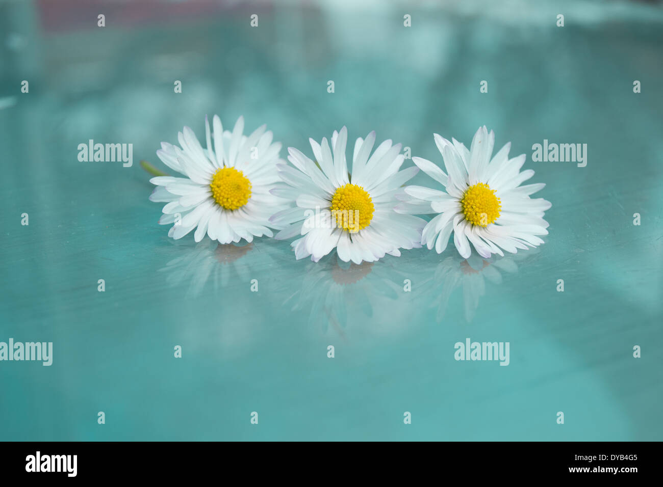 Three daisies positioned in a row on a glass surface with an aqua blue ...