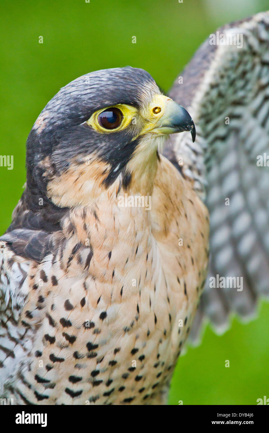 Peregrine falcon raptor bird hi-res stock photography and images - Alamy