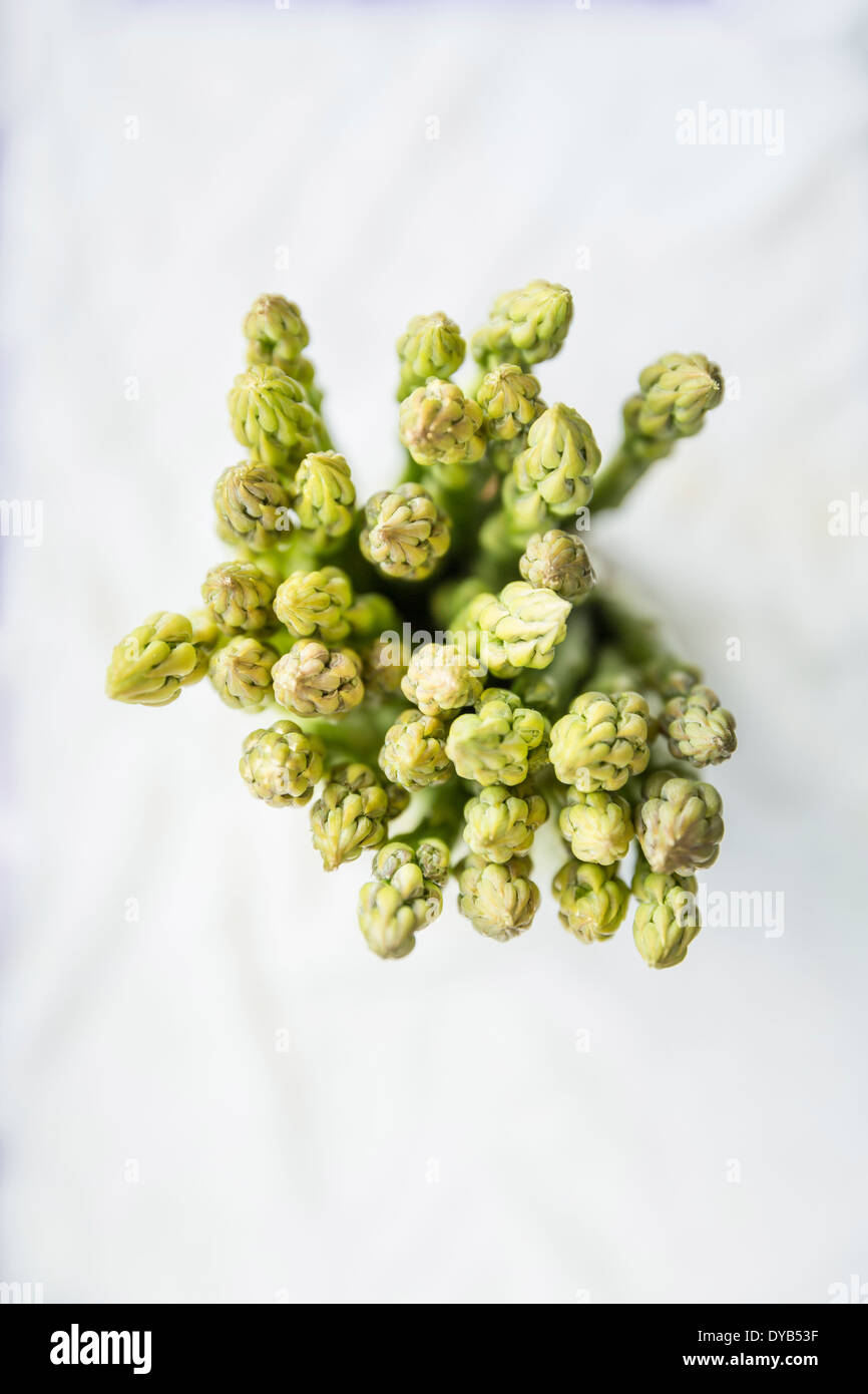 Overhead cloth hi-res stock photography and images - Alamy