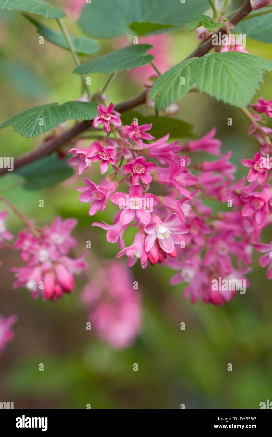 Ribes sanguineum 'Atrorubens'. Flowering currant in early spring Stock ...