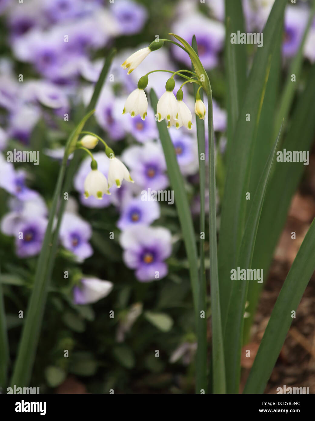 Spring flowers Columbia South Carolina? photos by Catherine Brown Stock ...