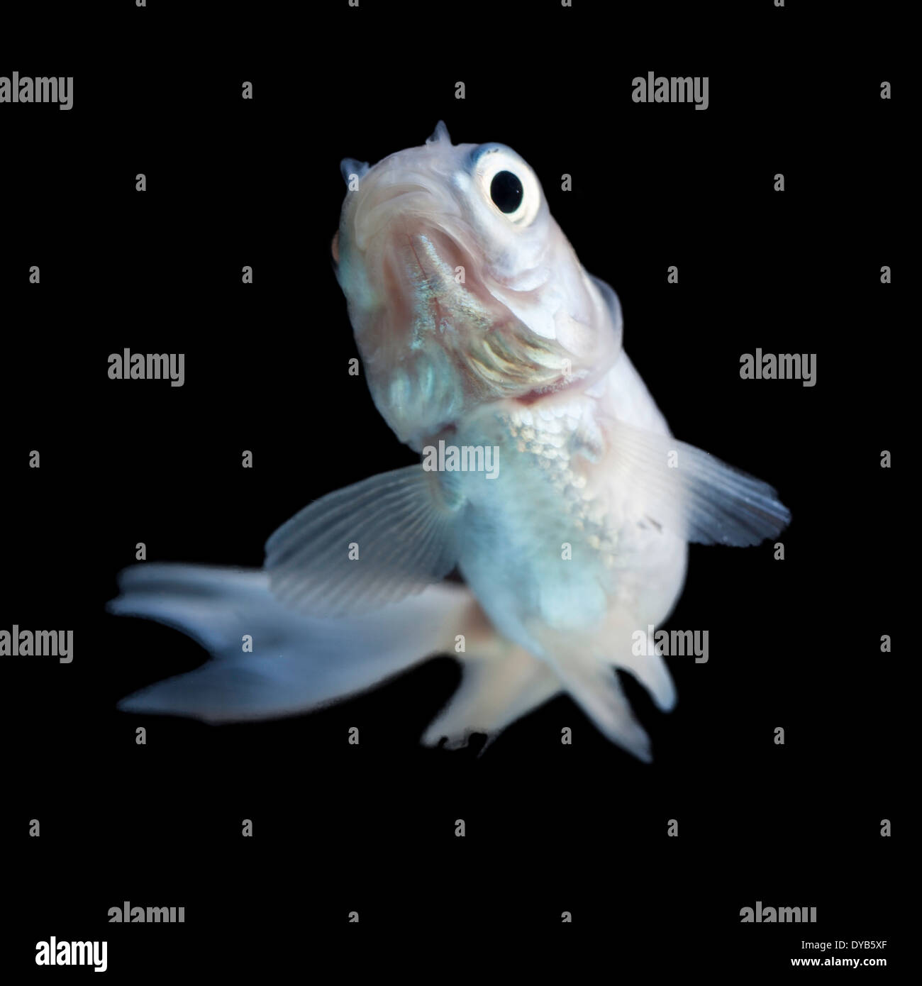 White Comet Goldfish Fry Isolated On Black Stock Photo - Alamy