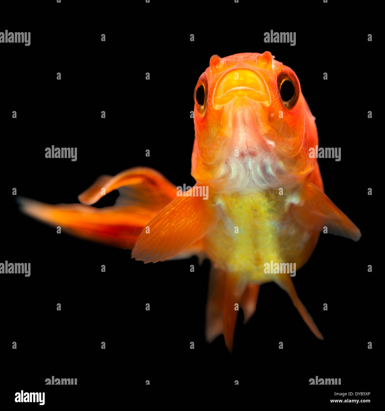 Oranda Goldfish Fry Isolated On Black Stock Photo - Alamy