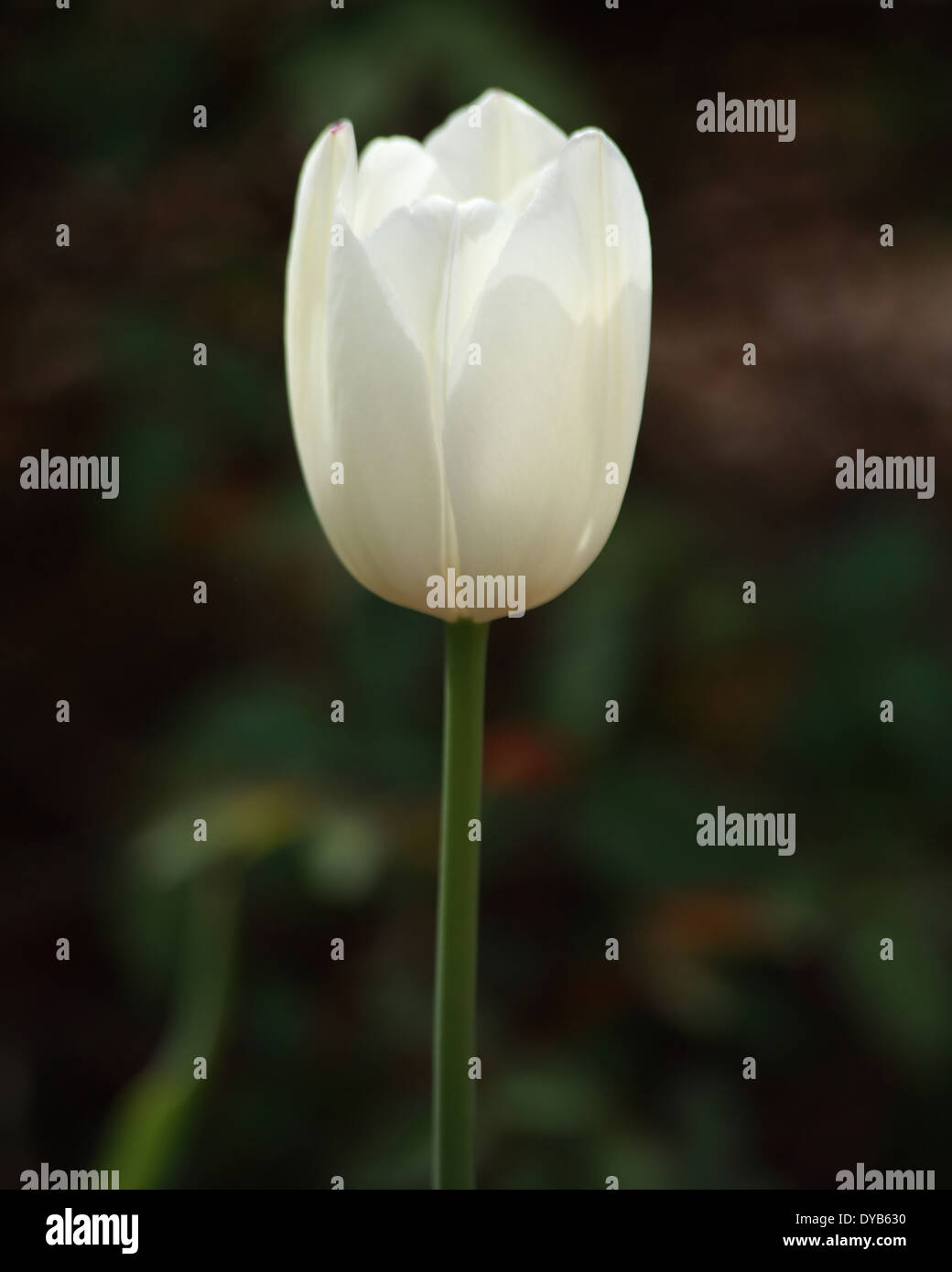 Spring flowers Columbia South Carolina? photos by Catherine Brown Stock ...