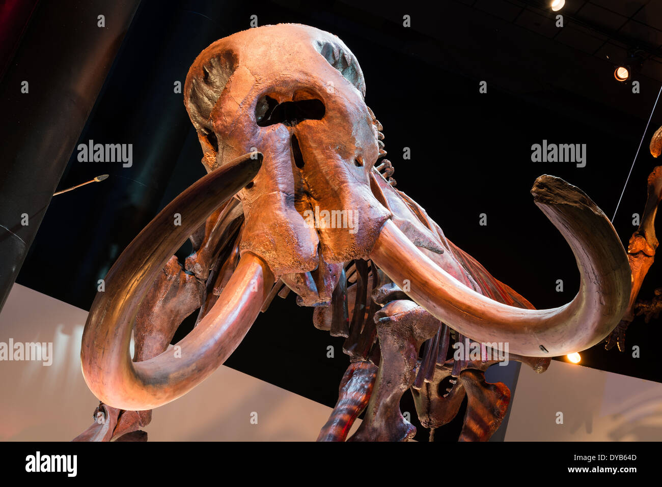 Mammoth skeleton hi-res stock photography and images - Alamy