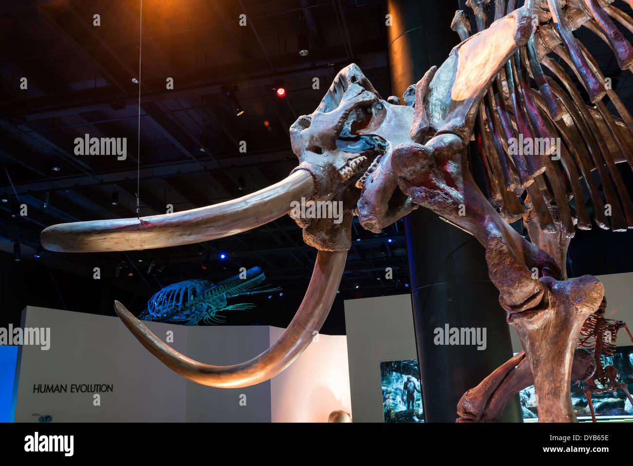 Fossil skeleton of a mammoth Stock Photo - Alamy