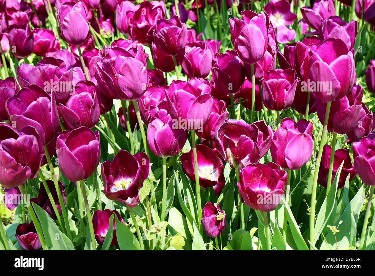 Purple Tulips Season in Istanbul Stock Photo - Alamy