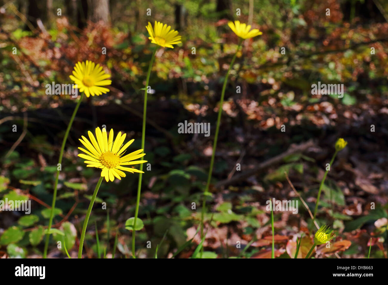 Wild And Yellow Daisy In The Forest Stock Photo - Alamy