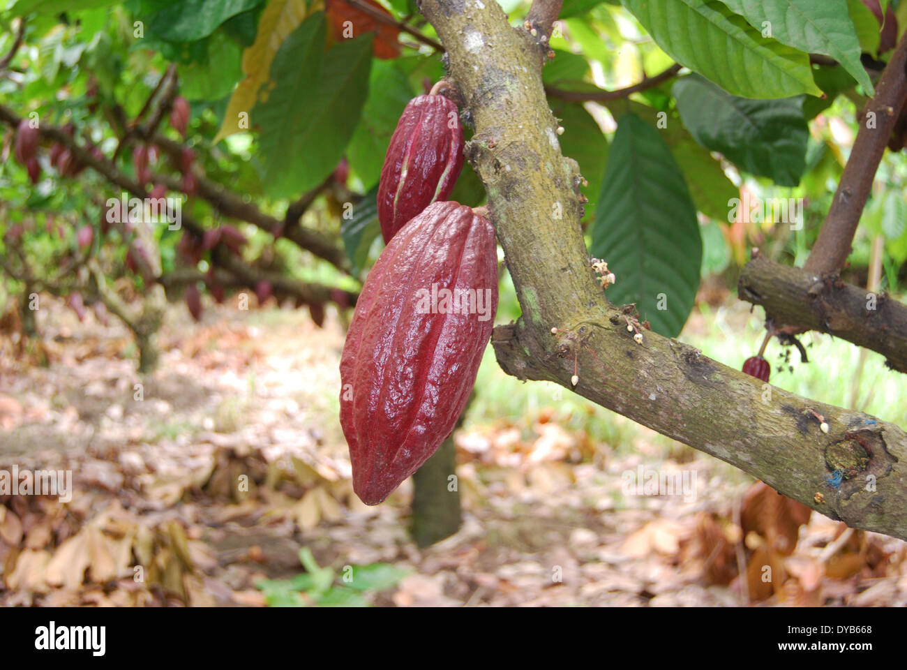 Cocoa tree theobroma cacao flowers hi-res stock photography and images ...