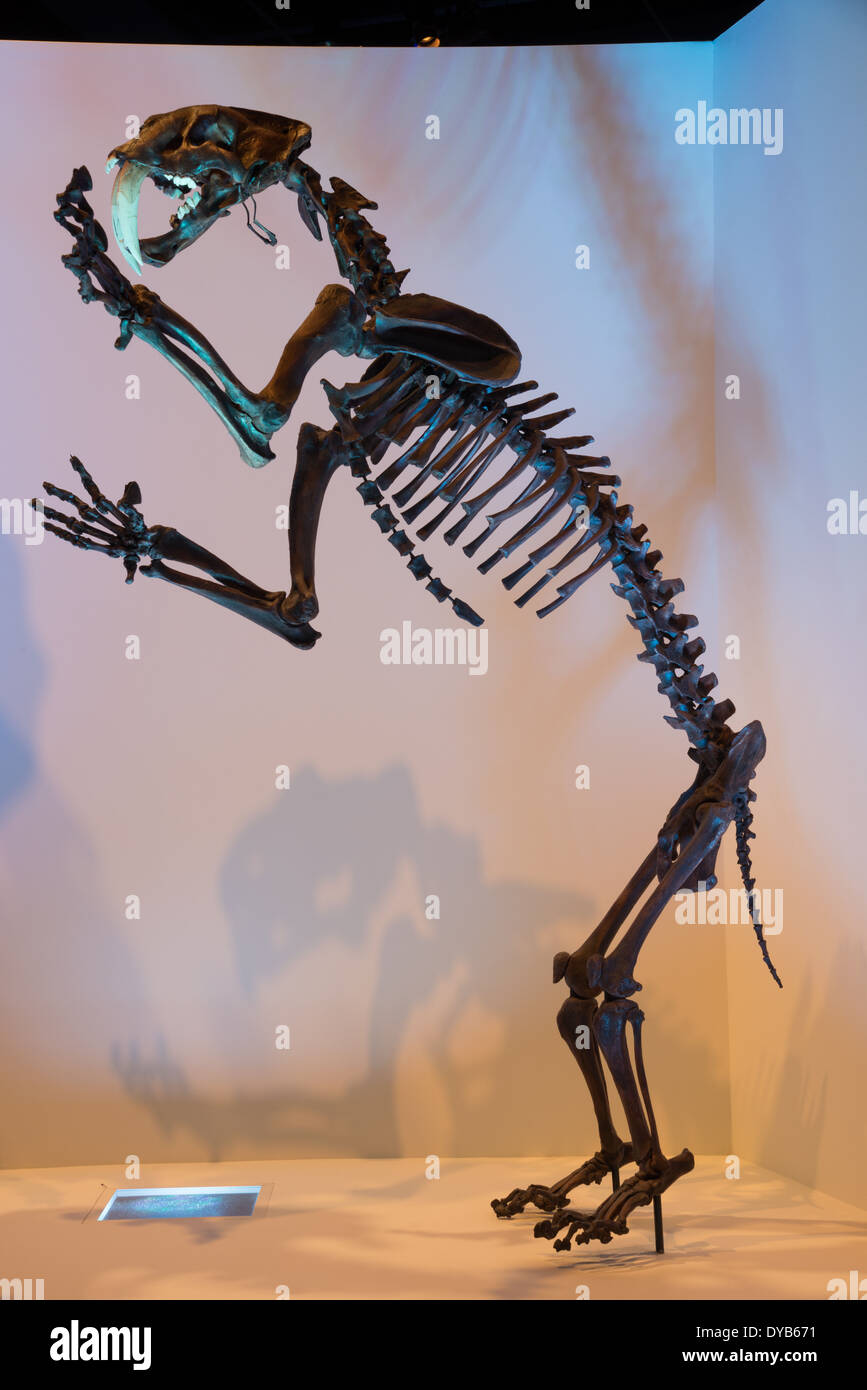 Fossil skeleton of a saber-toothed tiger (Smilodon Stock Photo - Alamy