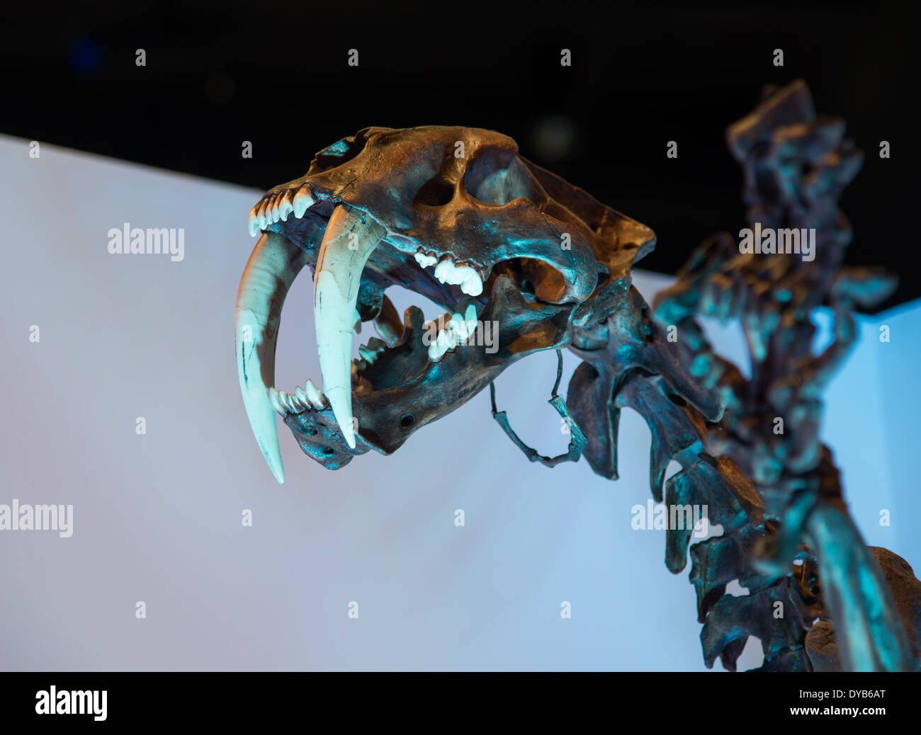 Smilodon hi-res stock photography and images - Alamy
