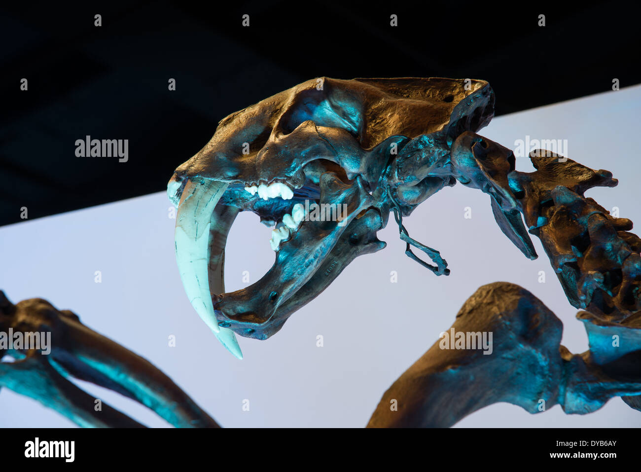 Fossil skeleton of a saber-toothed tiger (Smilodon Stock Photo - Alamy