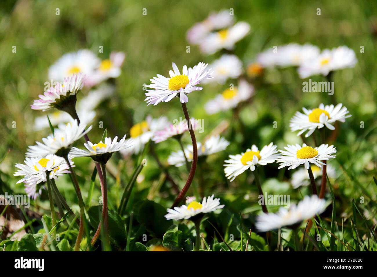 Daisy scene hi-res stock photography and images - Alamy