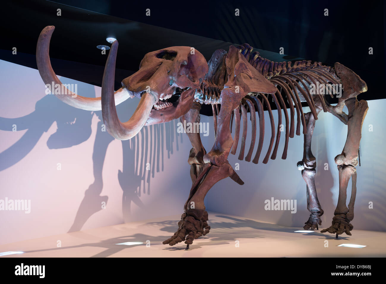 Fossil skeleton of a mammoth in display Stock Photo - Alamy