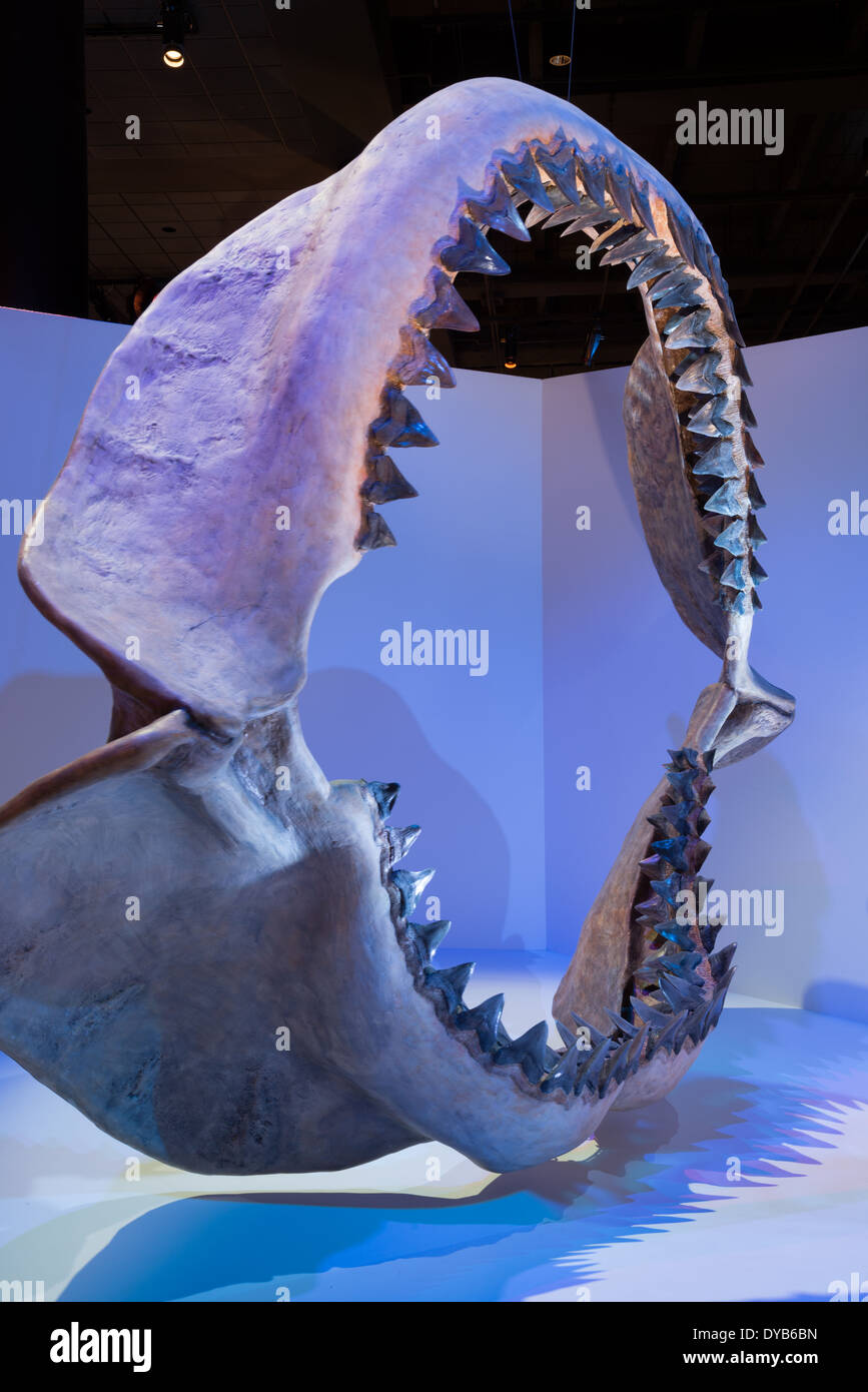 Megalodon Fossil High Resolution Stock Photography And Images Alamy Megalodon Fossil High Resolution Stock Photography And Images Alamy