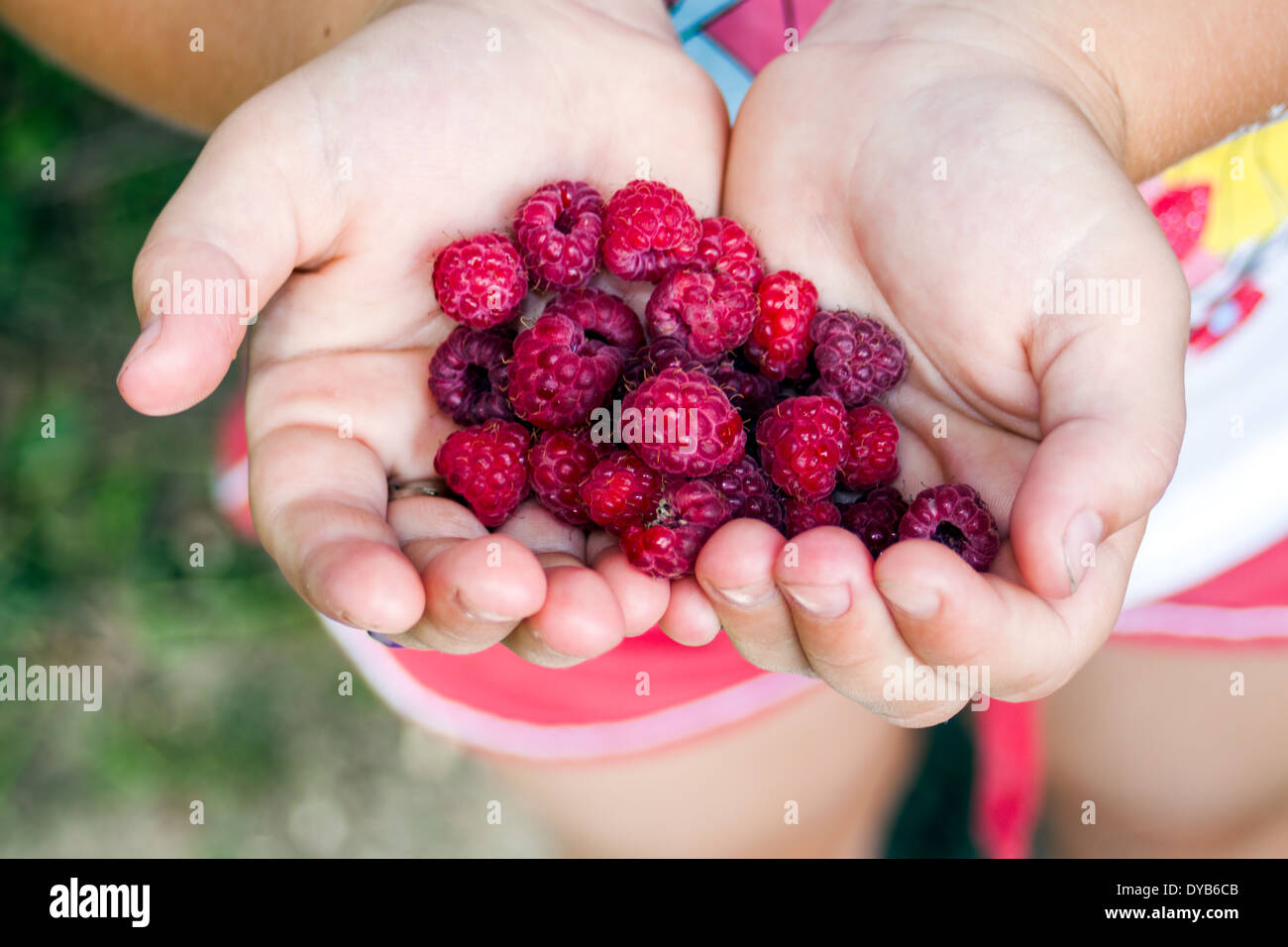 Child Hands with Red Raspberry Stock Photo - Alamy
