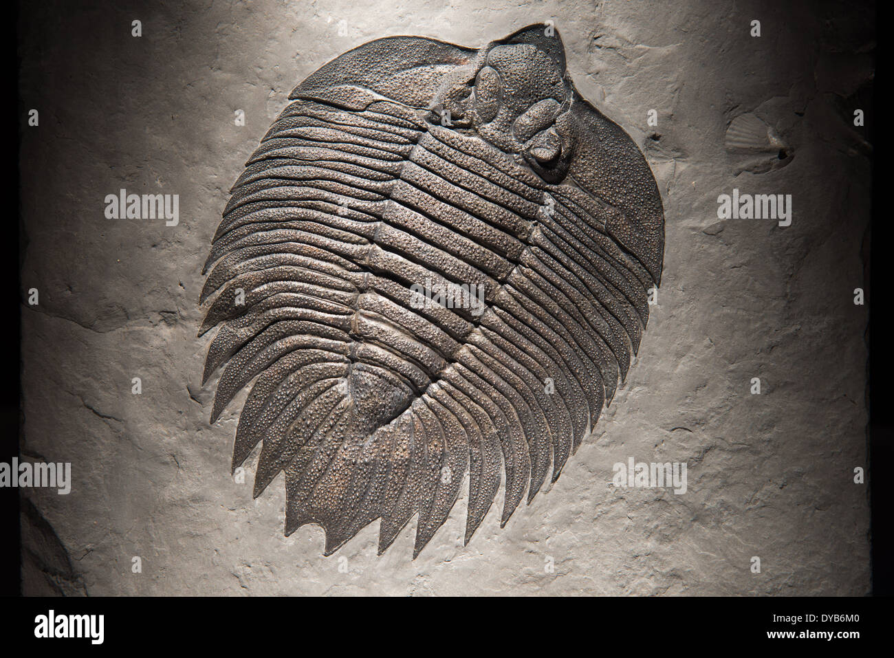 Fossil trilobite (Arctinurus boltoni). Silurian age Stock Photo - Alamy