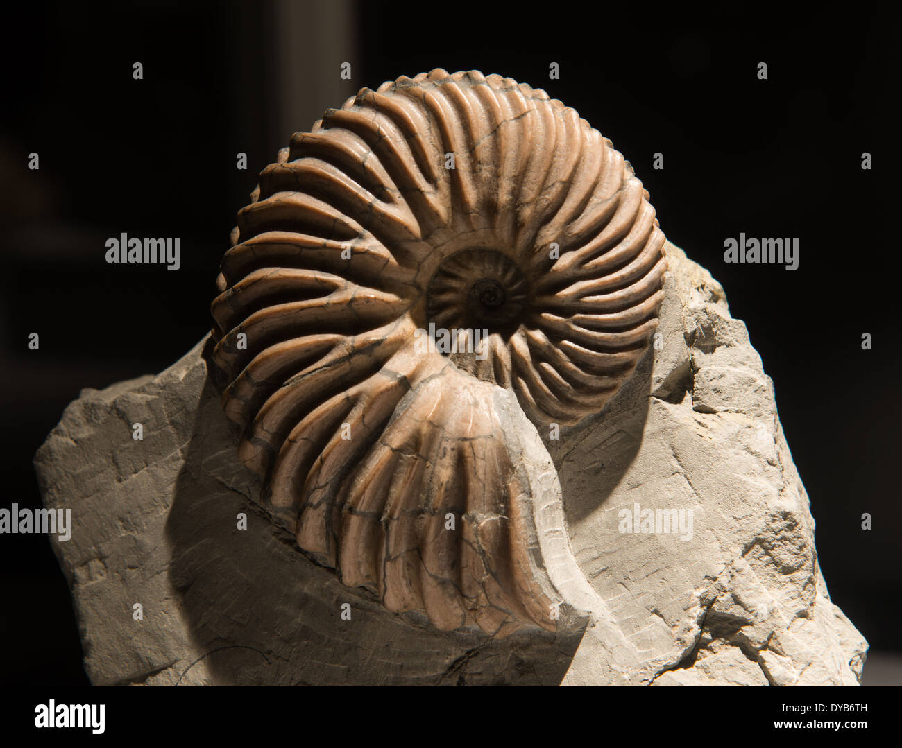 Fossil ammonite hi-res stock photography and images - Alamy