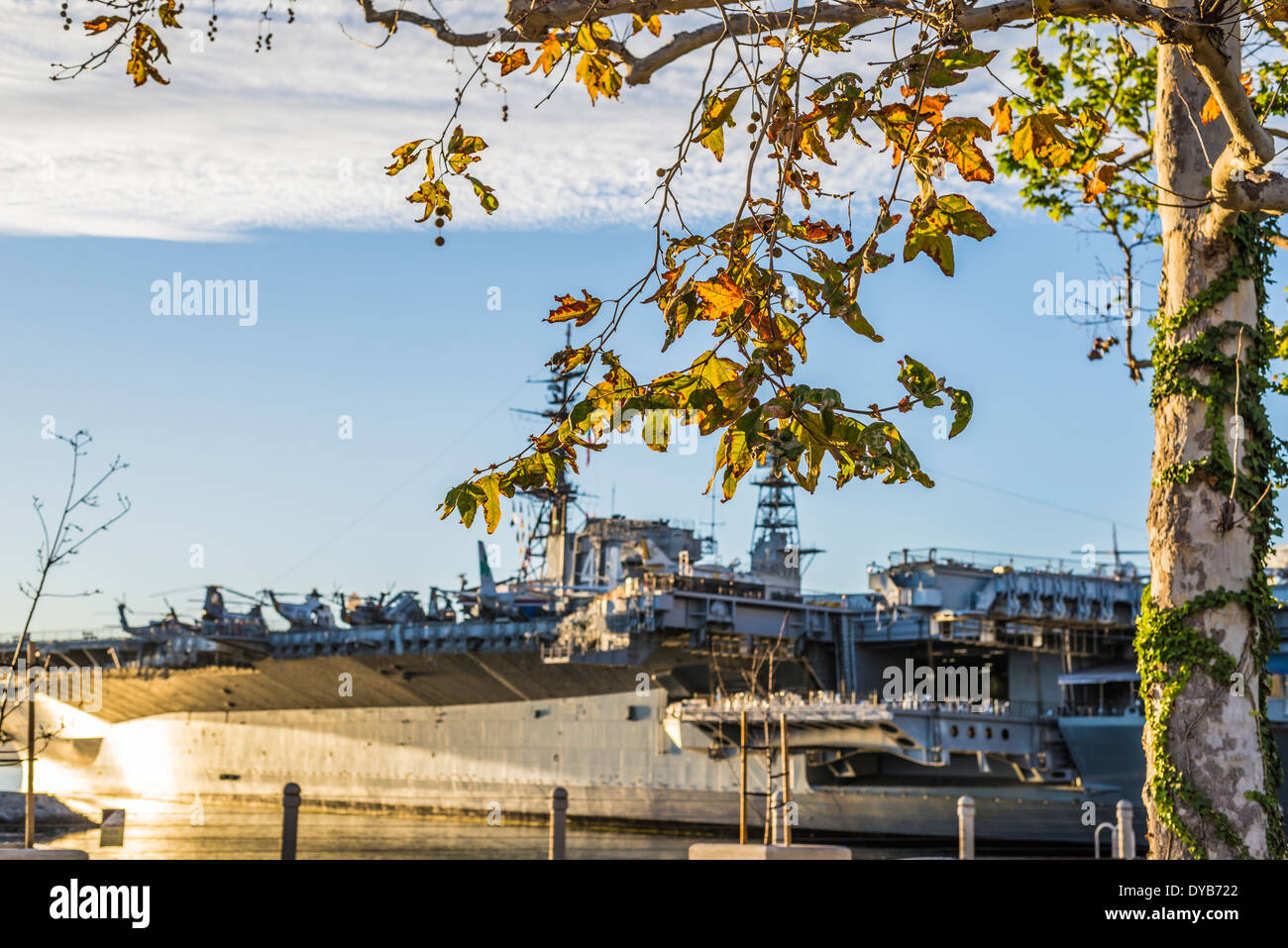 Tree and leaves illuminated by the setting Sun. San Diego, California ...