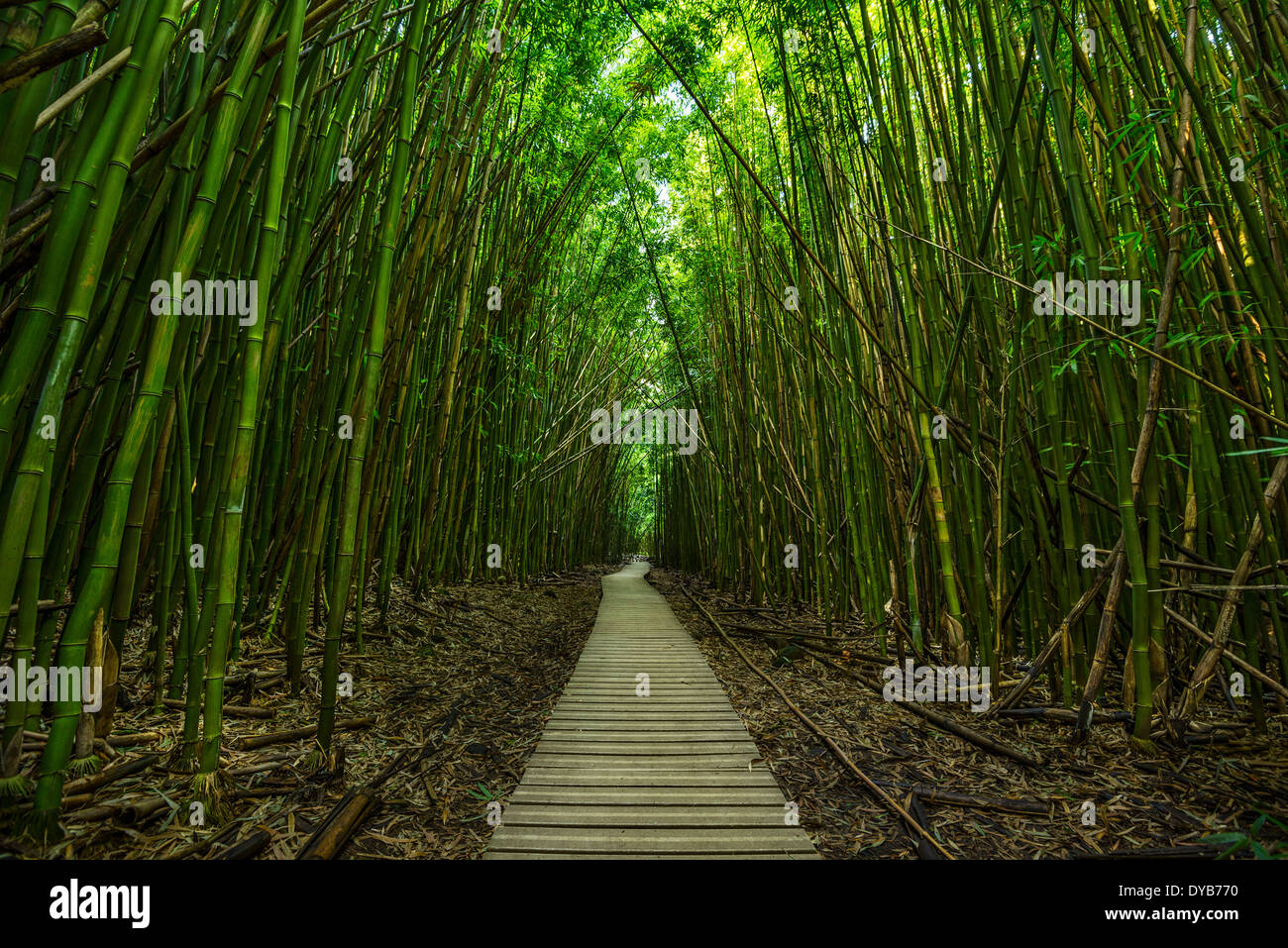 The magical and mysterious bamboo forest of Maui Stock Photo - Alamy