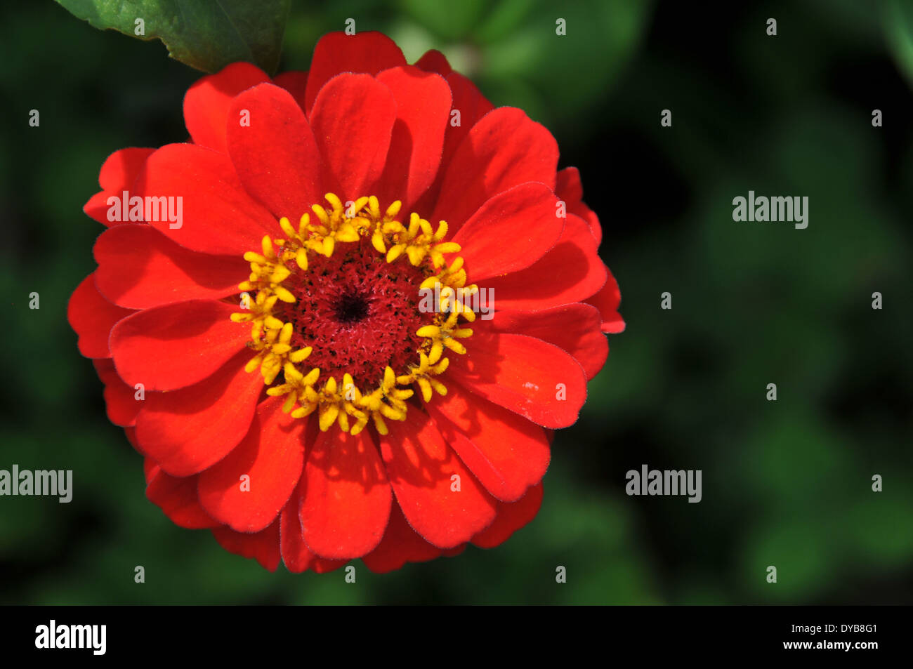 Zinnia vector hi-res stock photography and images - Alamy