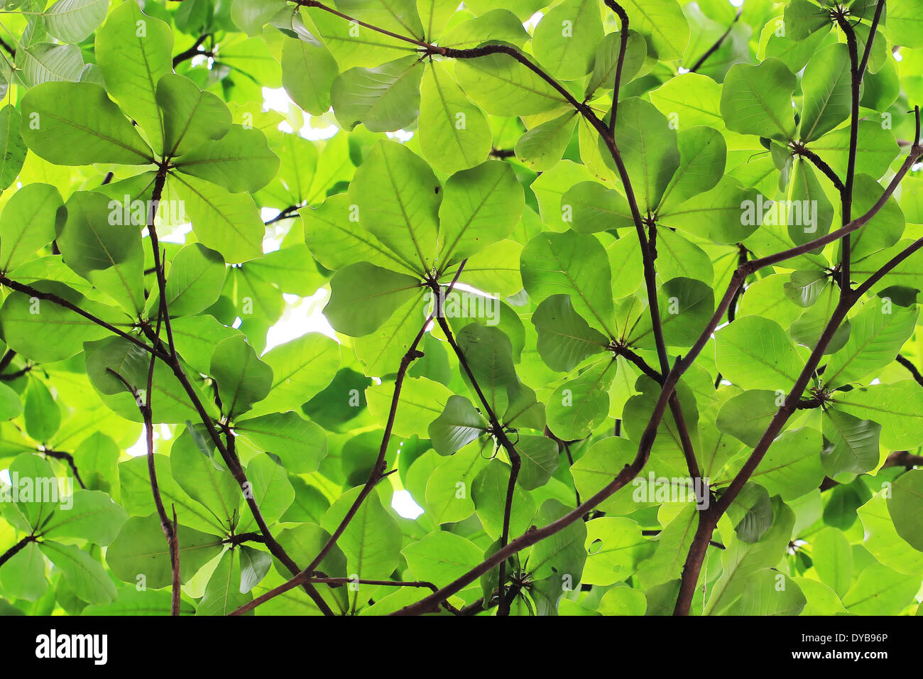 Leaf tree texture hi-res stock photography and images - Alamy
