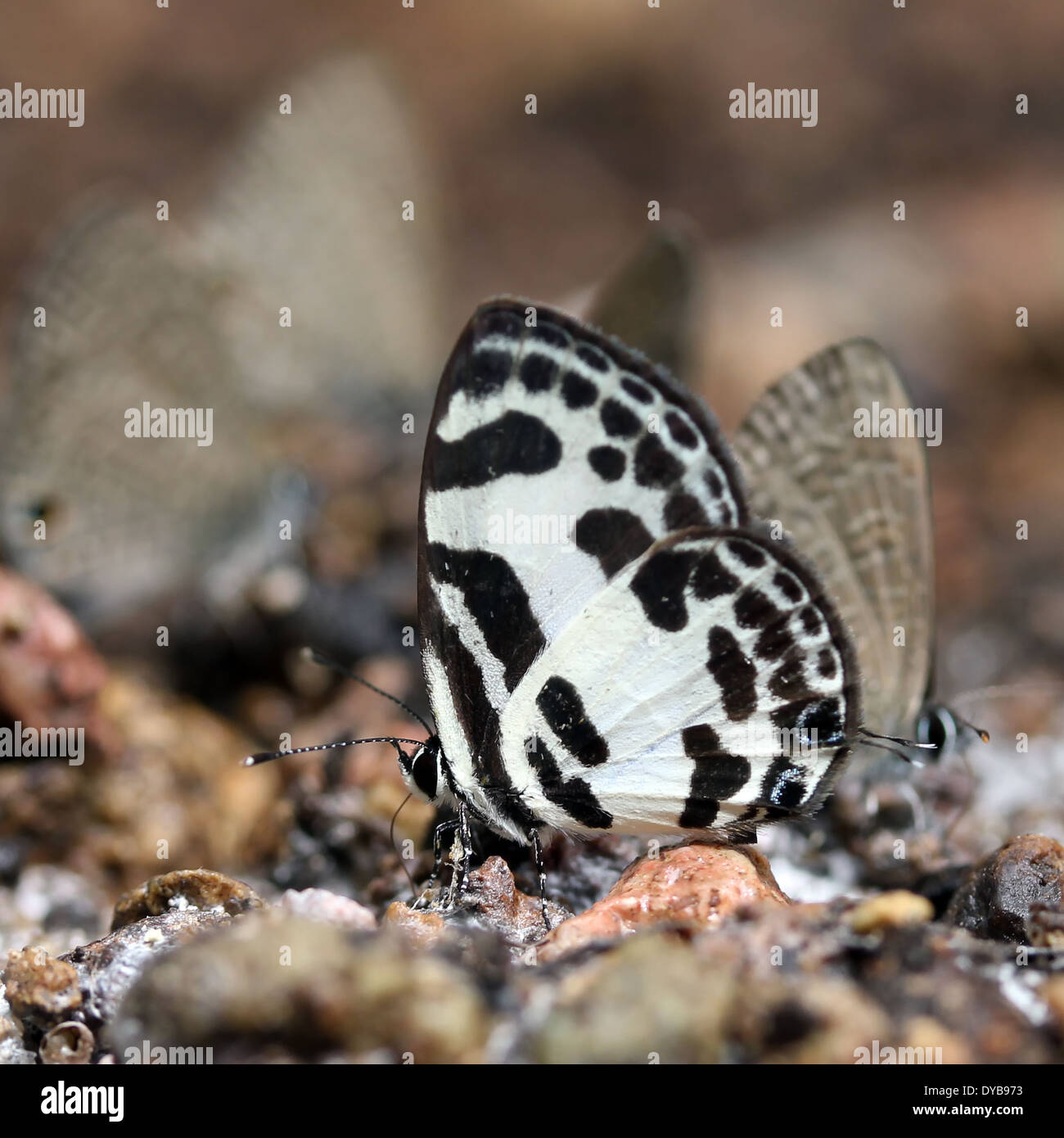 beautiful butterfly in the natural Stock Photo - Alamy