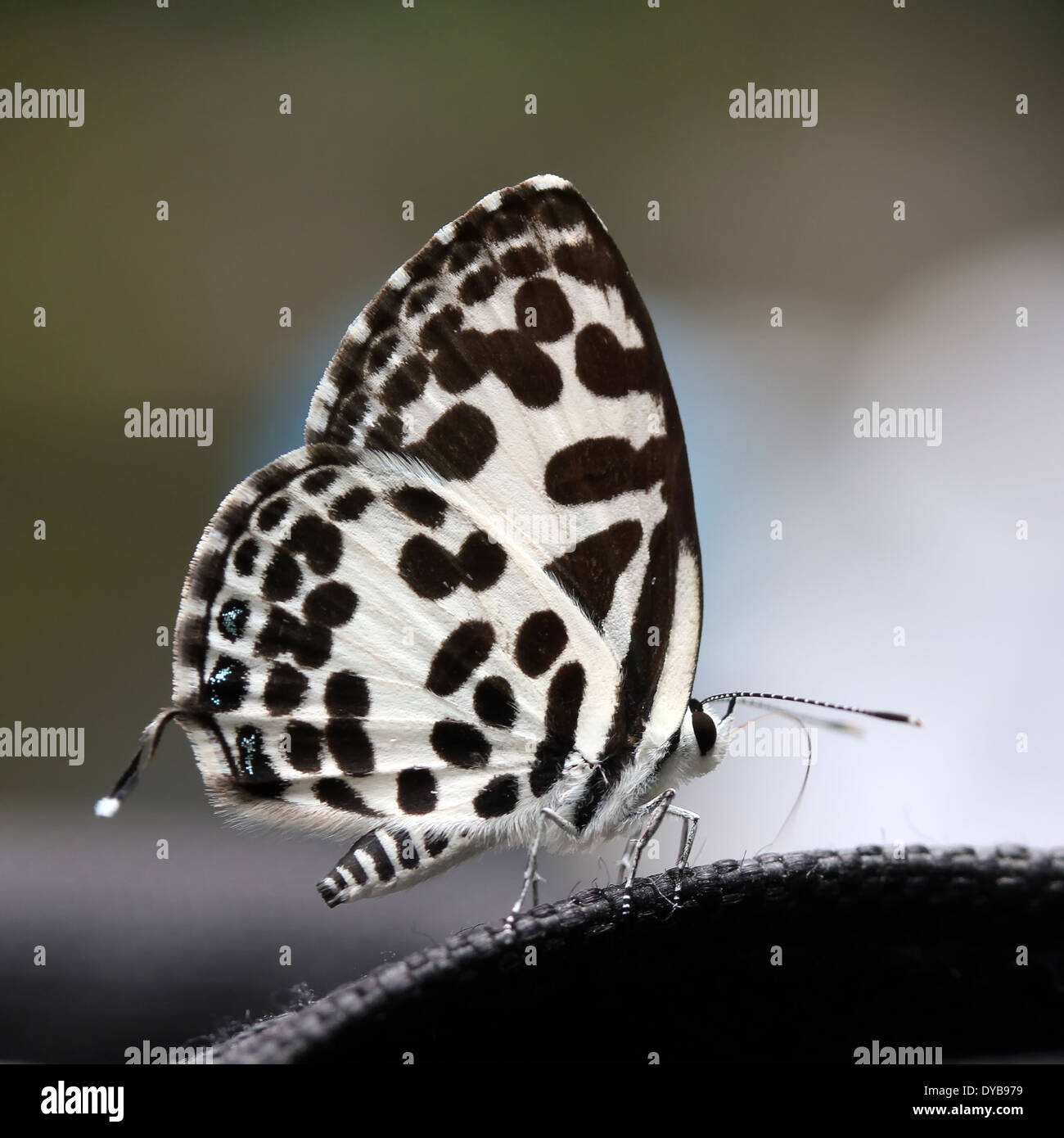 Beautiful butterfly hi-res stock photography and images - Alamy