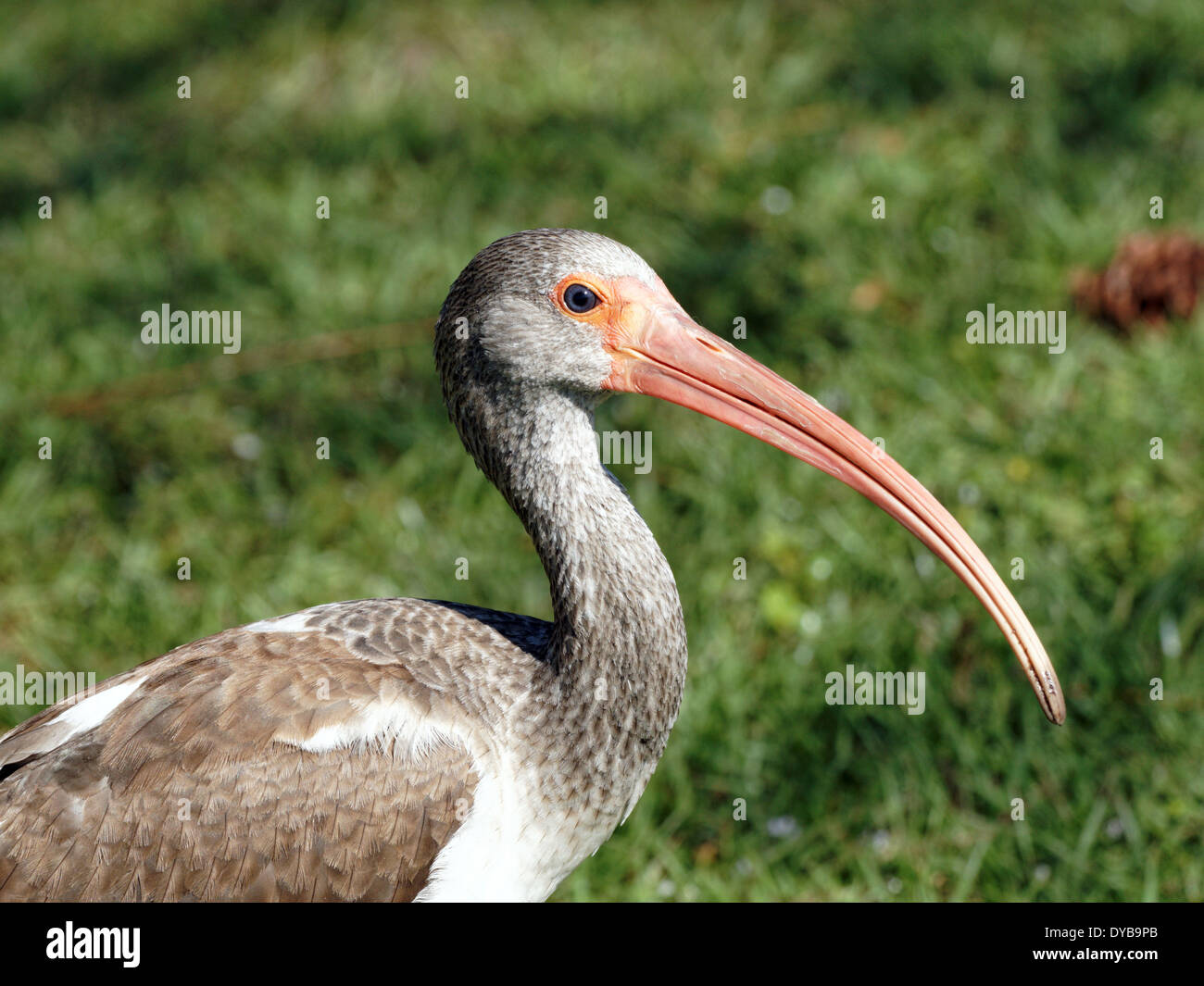 Ibis bird hi-res stock photography and images - Alamy