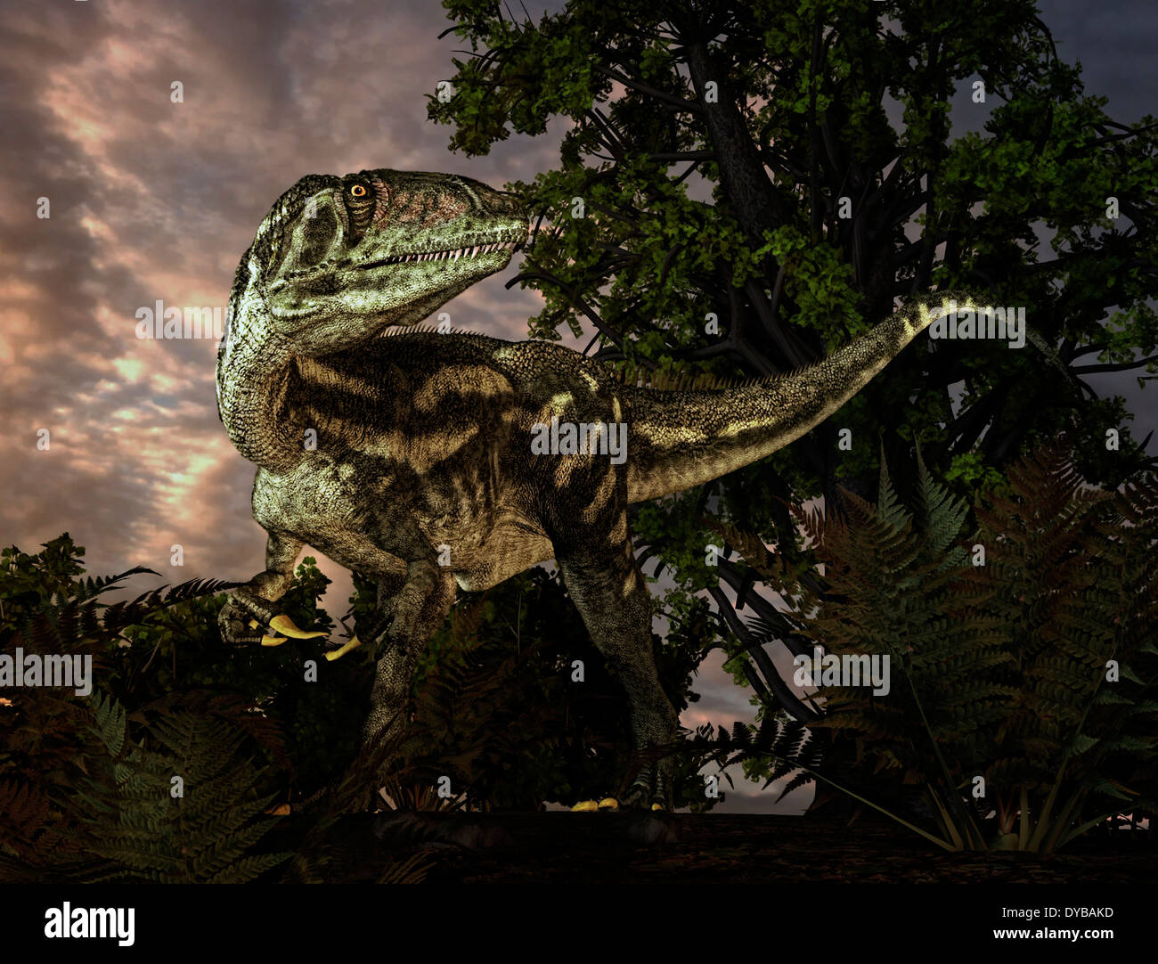 Australovenator was either an allosauroid or tyrannosauroid theropod ...