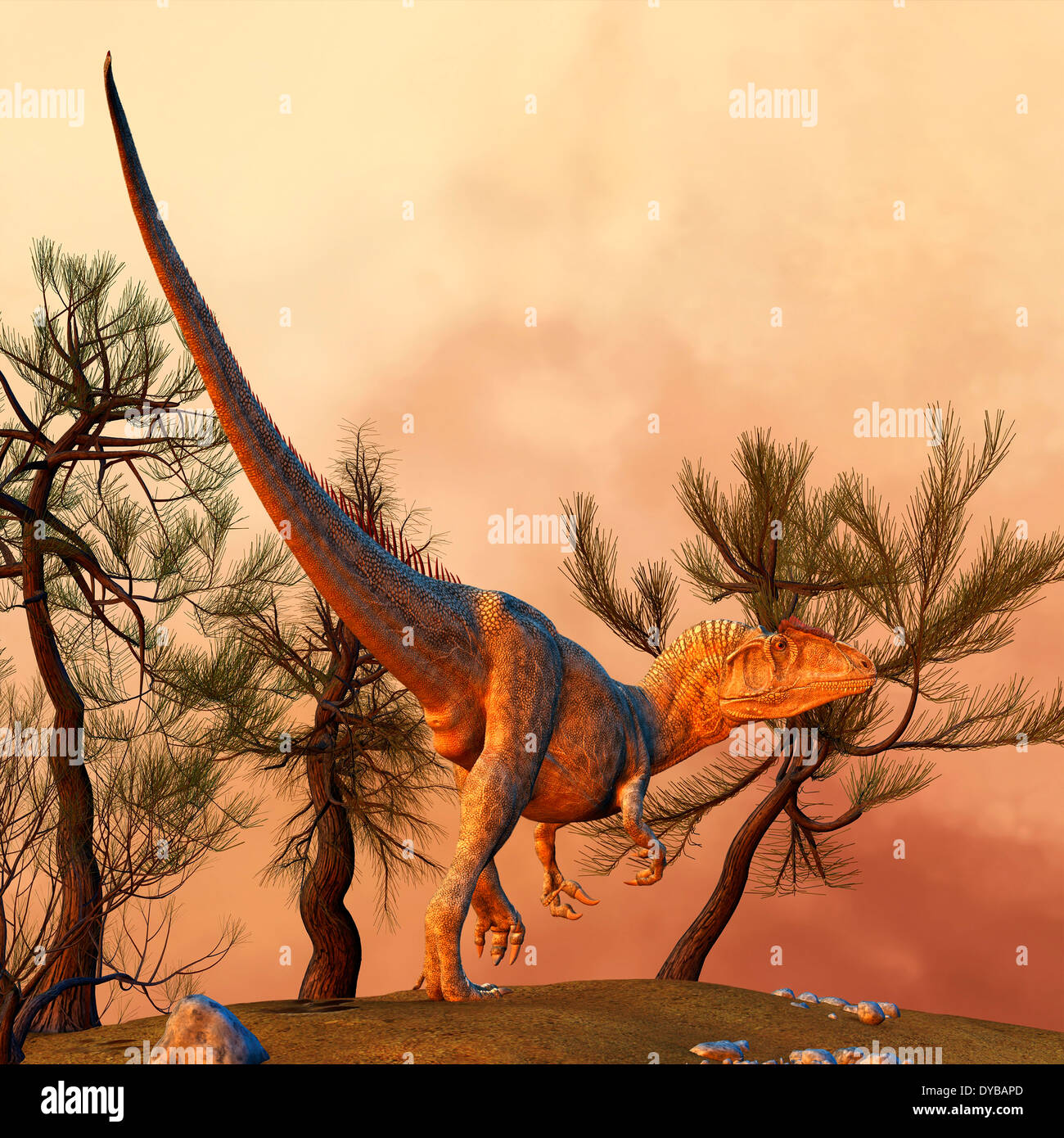 Allosaurus, a large theropod dinosaur that lived 155 to 150 million years ago during the late ...