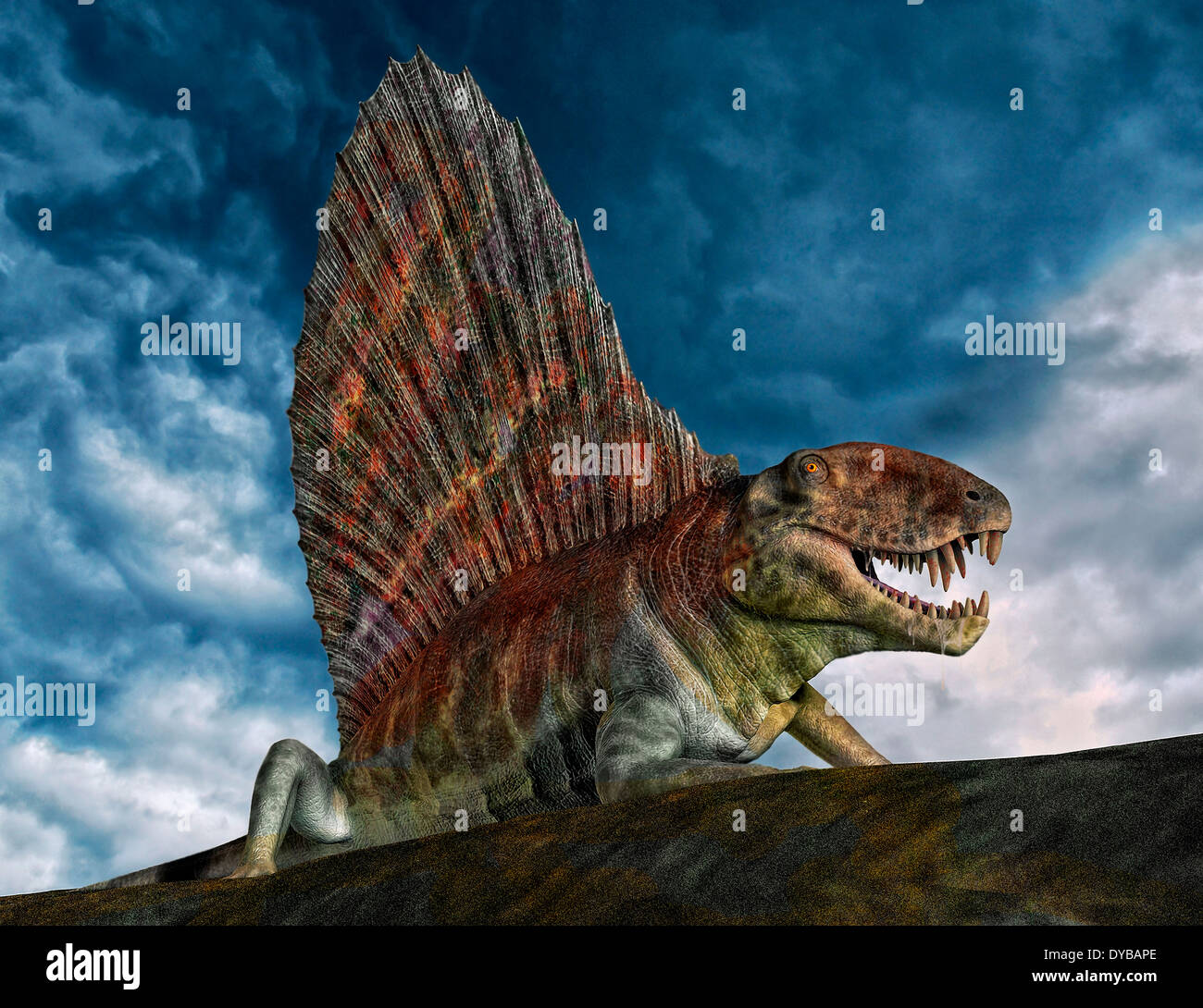 Dimetrodon was an extinct genus of synapsid that lived during the Early ...