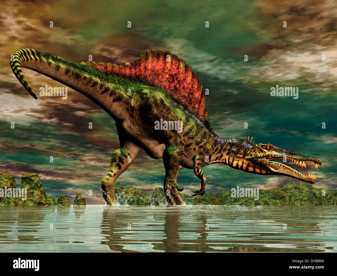 Spinosaurus was a large theropod dinosaur from the Cretaceous period ...