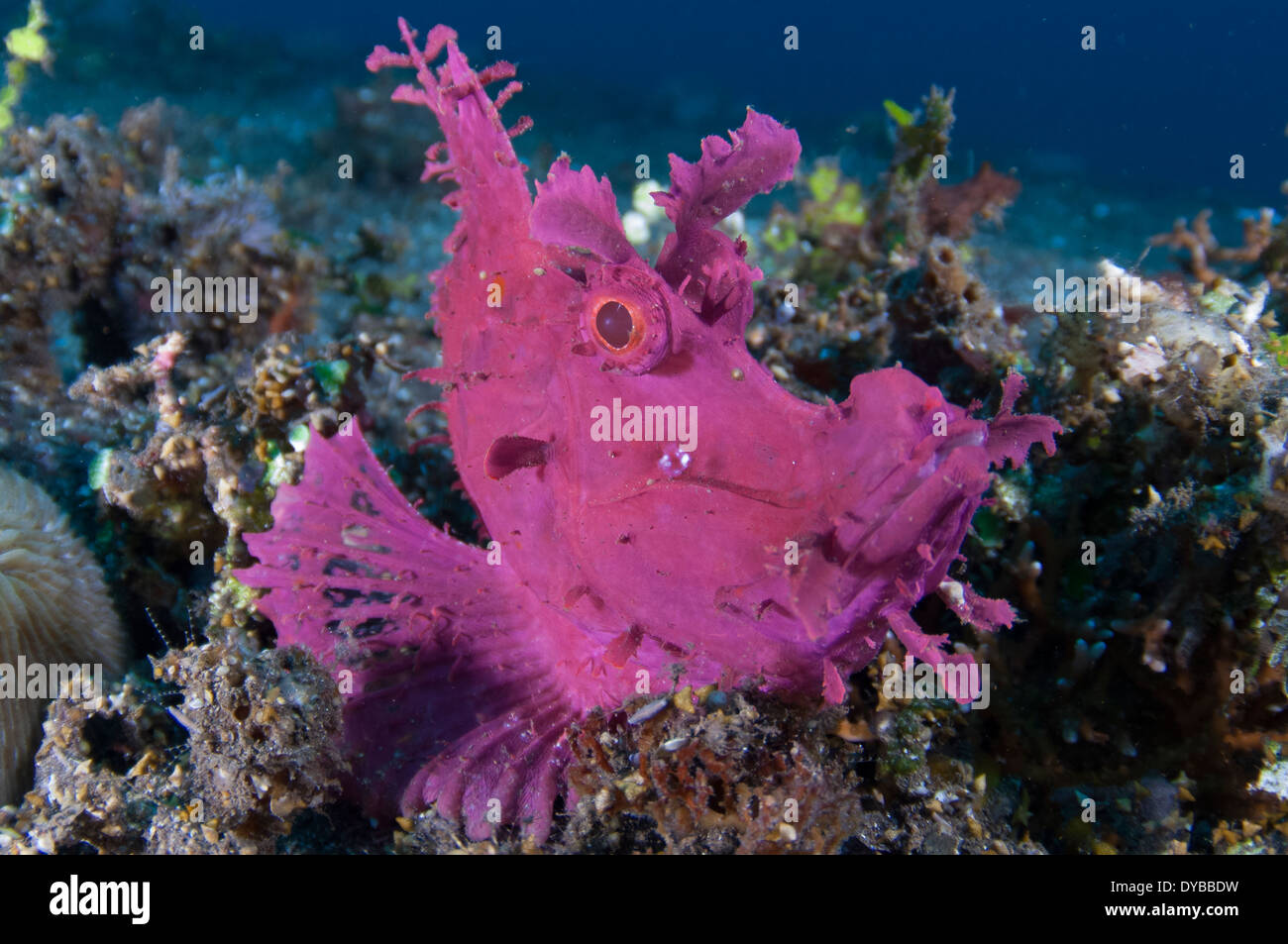 Paddle Flap Scorpionfish Rhinopias Bali High Resolution Stock ...