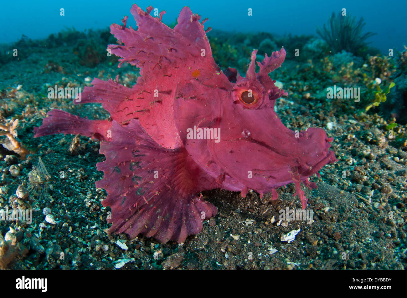 A bright pink/purple paddle-flap scorpionfish {Rhinopias eschmeyeri) on ...