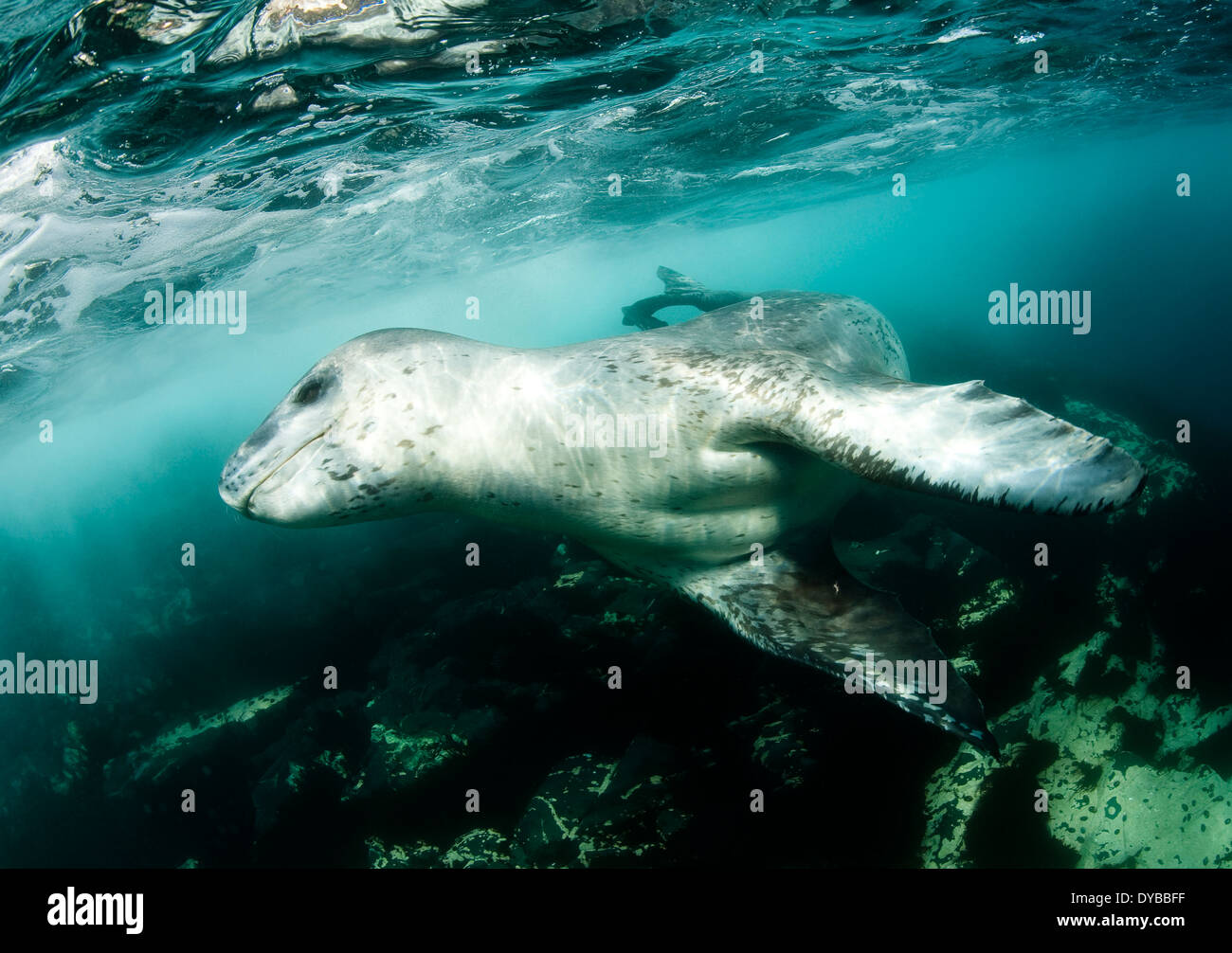 Leopard seals underwater hi-res stock photography and images - Alamy
