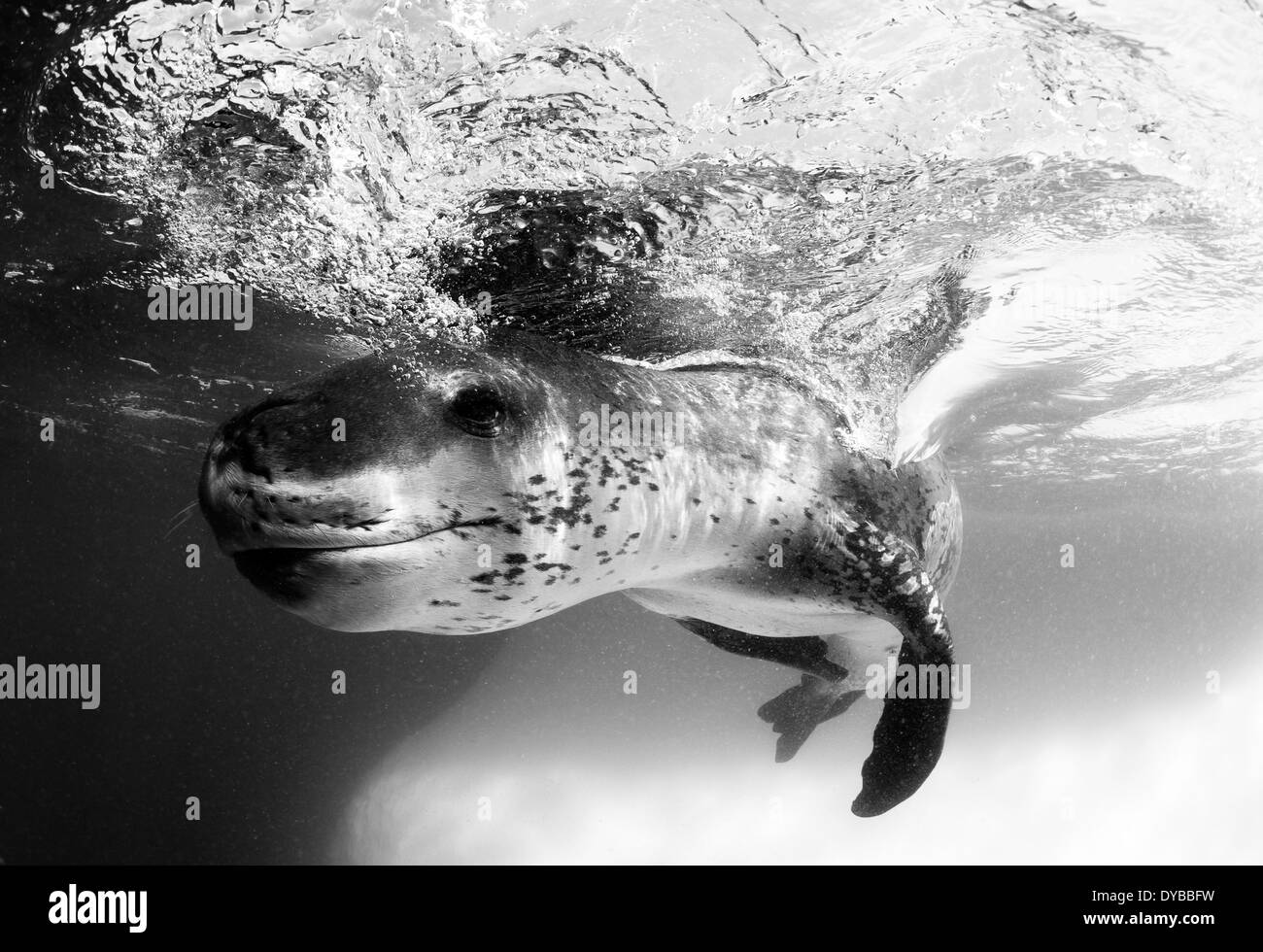Leopard seal Black and White Stock Photos & Images - Alamy