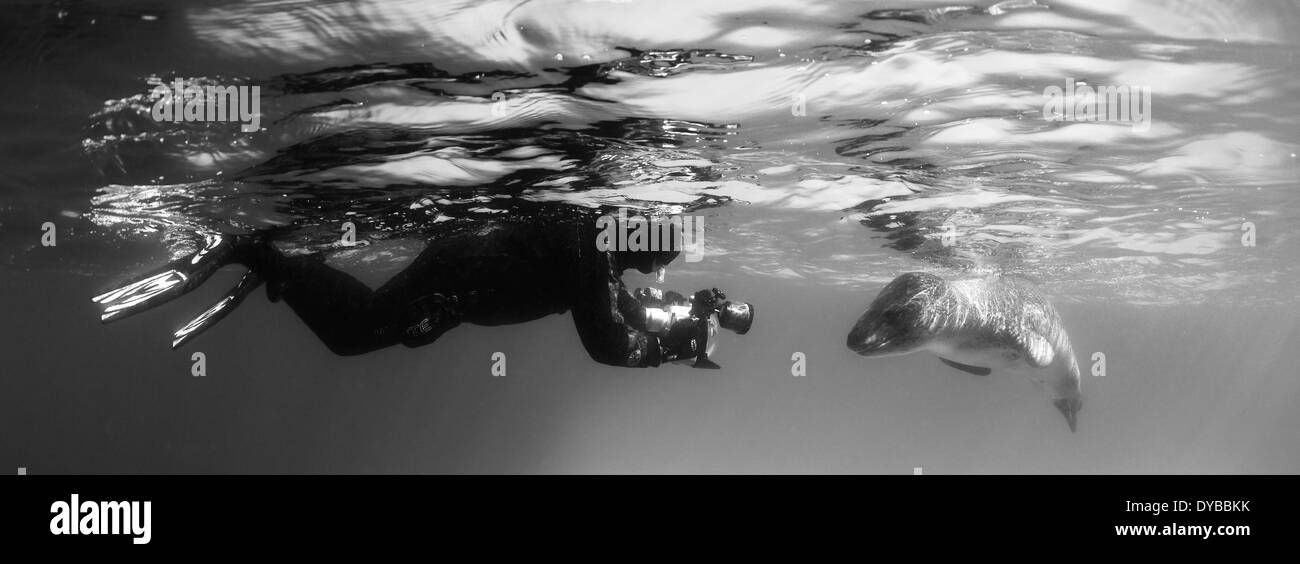 Diver horizontal side view Black and White Stock Photos & Images - Alamy