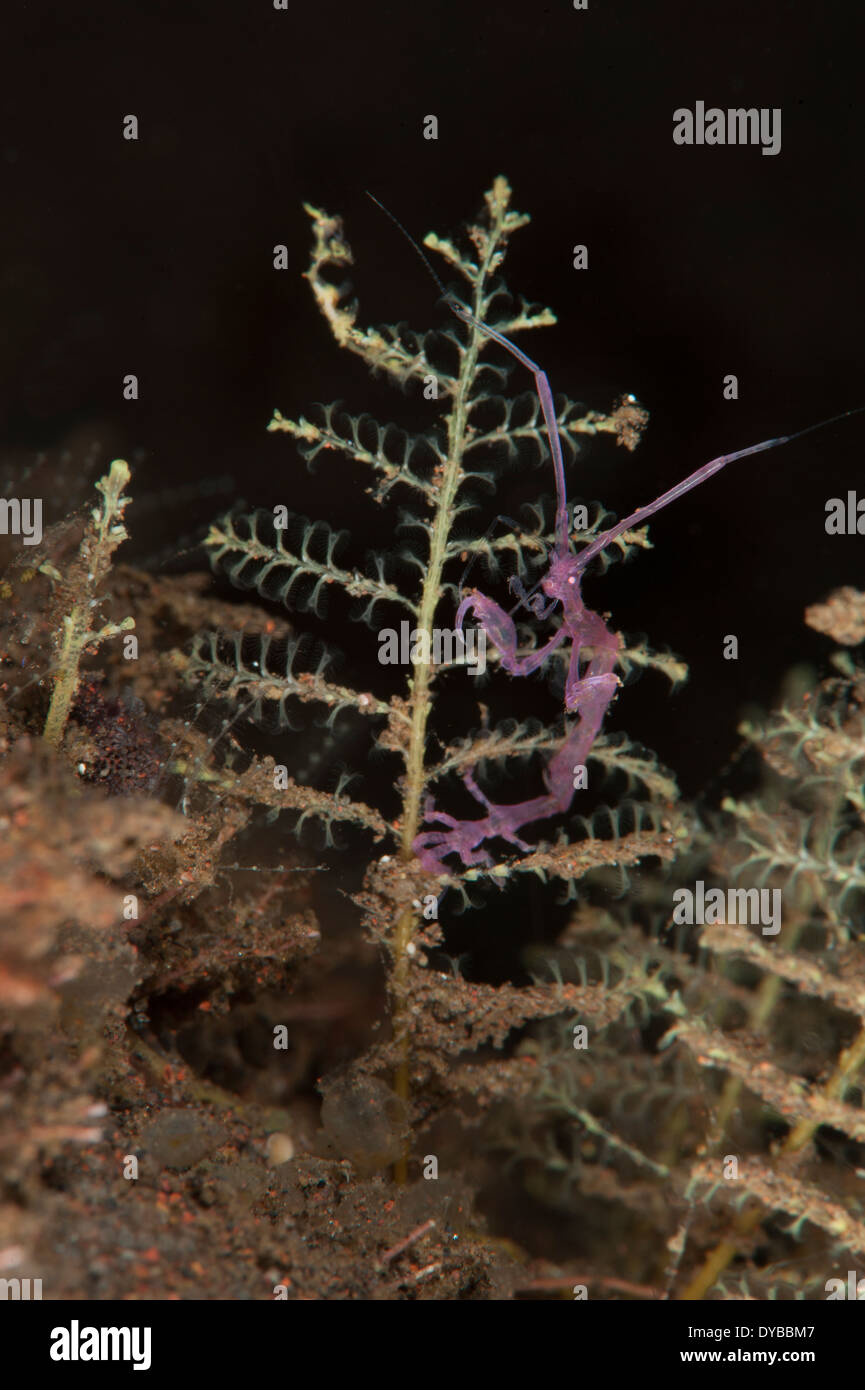 Skeleton shrimp caprella sp hi-res stock photography and images - Alamy