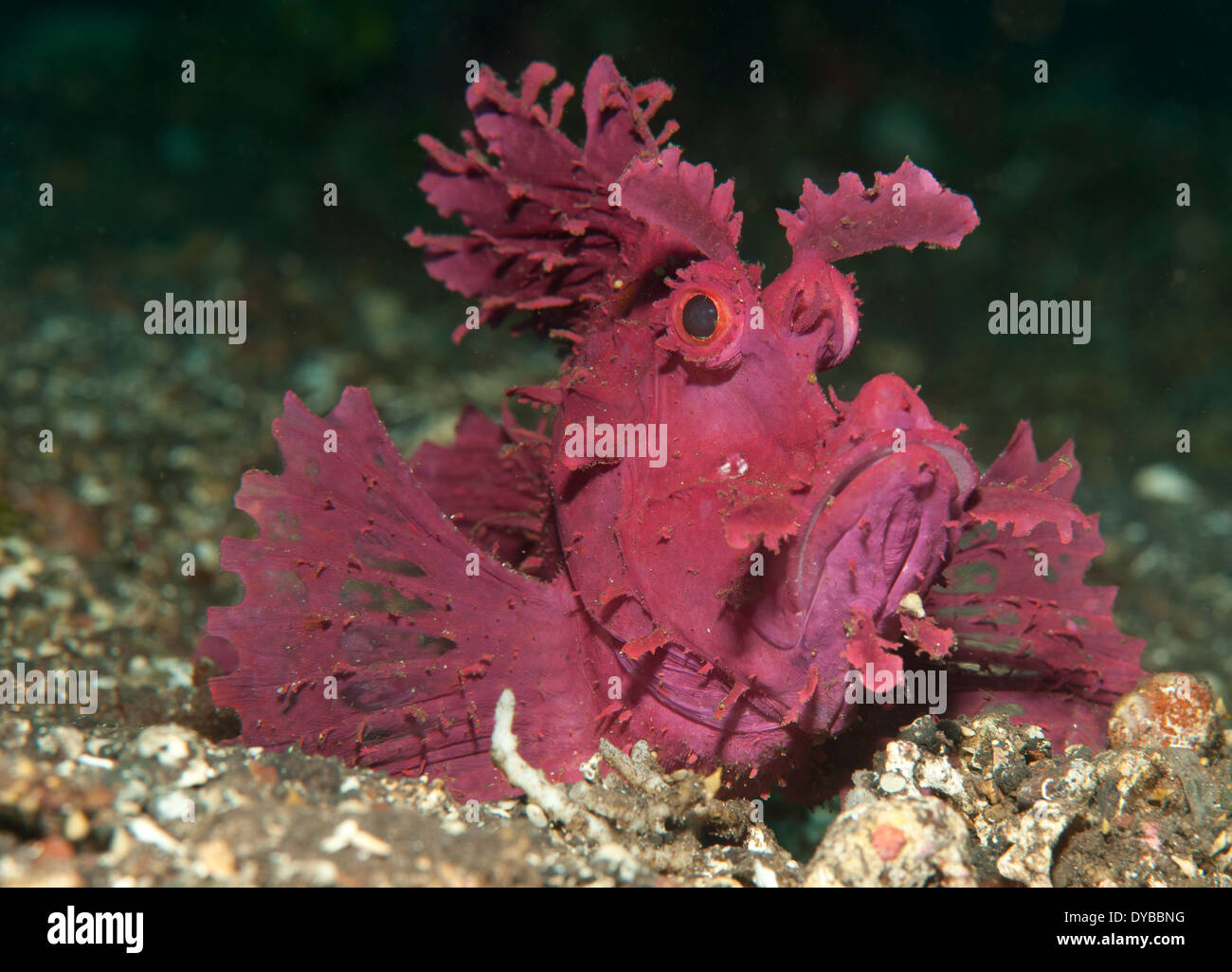 A bright pink/purple paddle-flap scorpionfish (Rhinopias eschmeyeri) on ...