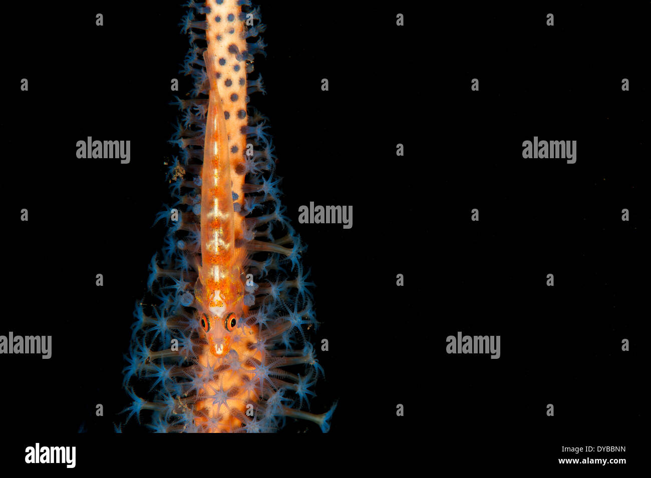 Large whip goby (Bryaninops amplus), on orange and blue whip coral ...