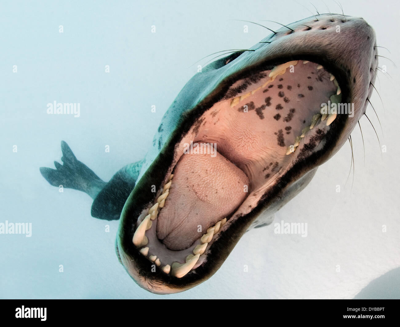 Leopard seal underwater teeth hi-res stock photography and images - Alamy
