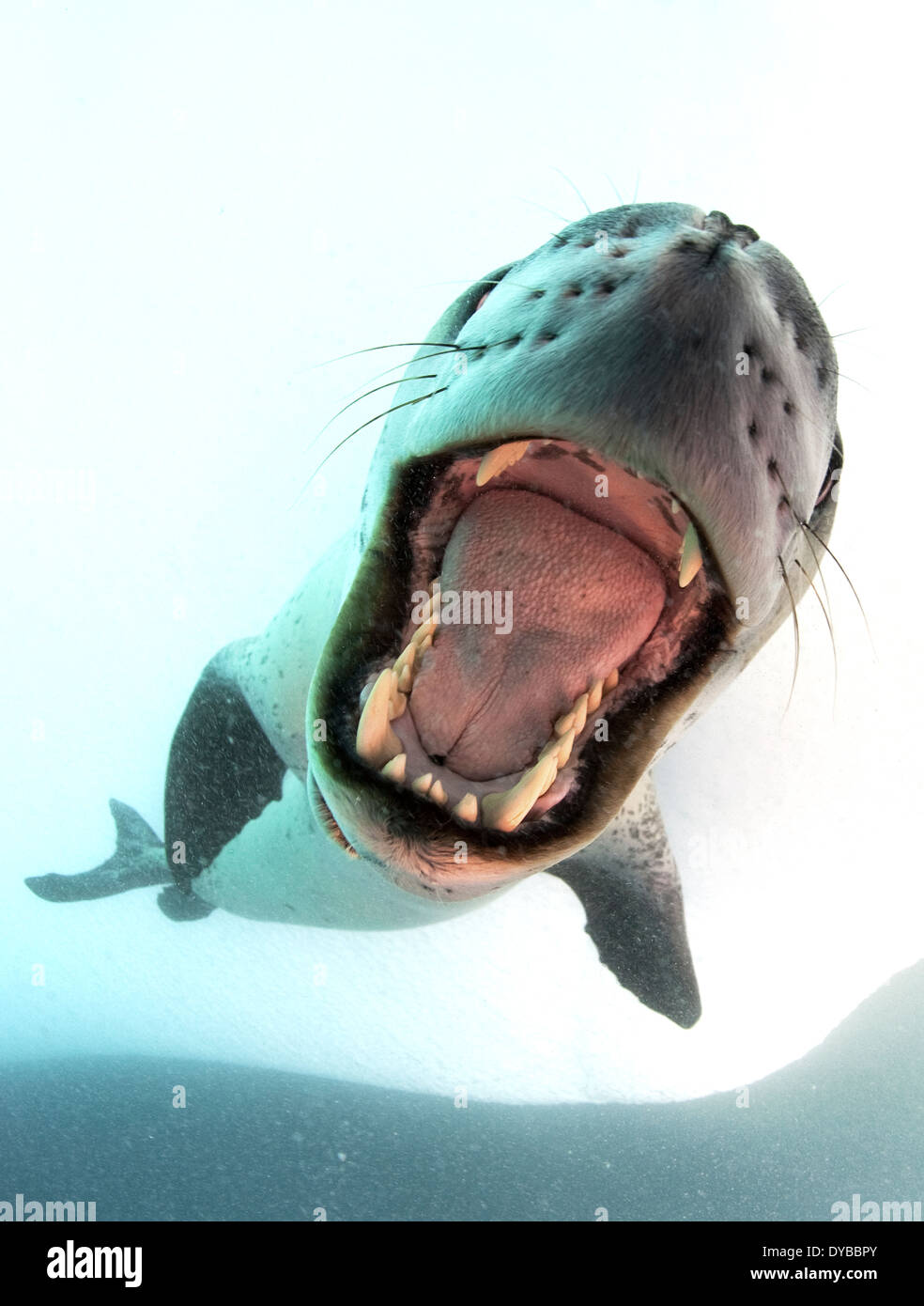 Leopard seal underwater teeth hi-res stock photography and images - Alamy