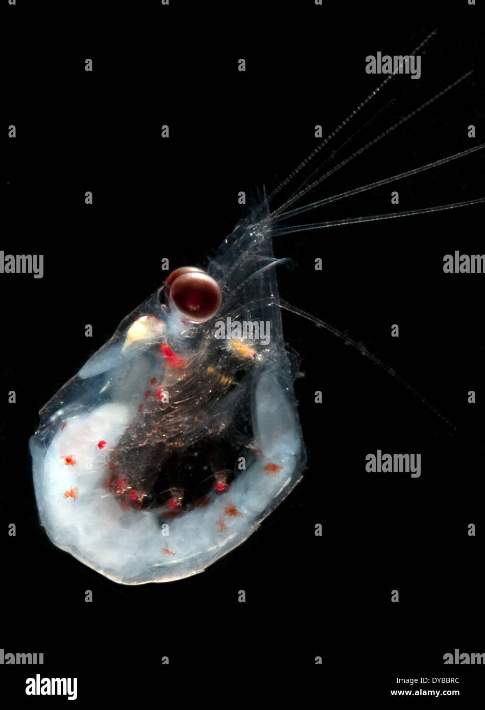 Krill hi-res stock photography and images - Alamy