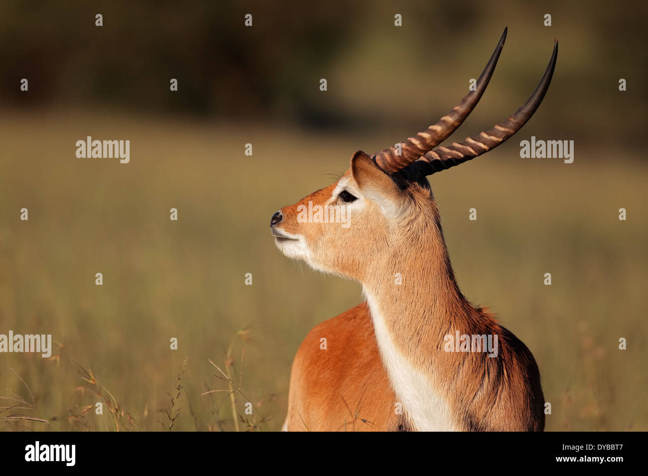Portrait of a male red lechwe antelope (Kobus leche), southern Africa ...