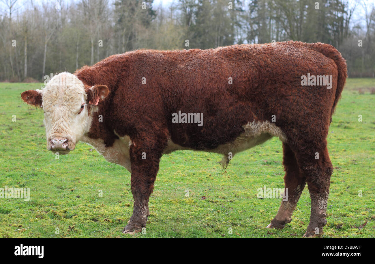 Cow side profile cattle farming no people hi-res stock photography and ...