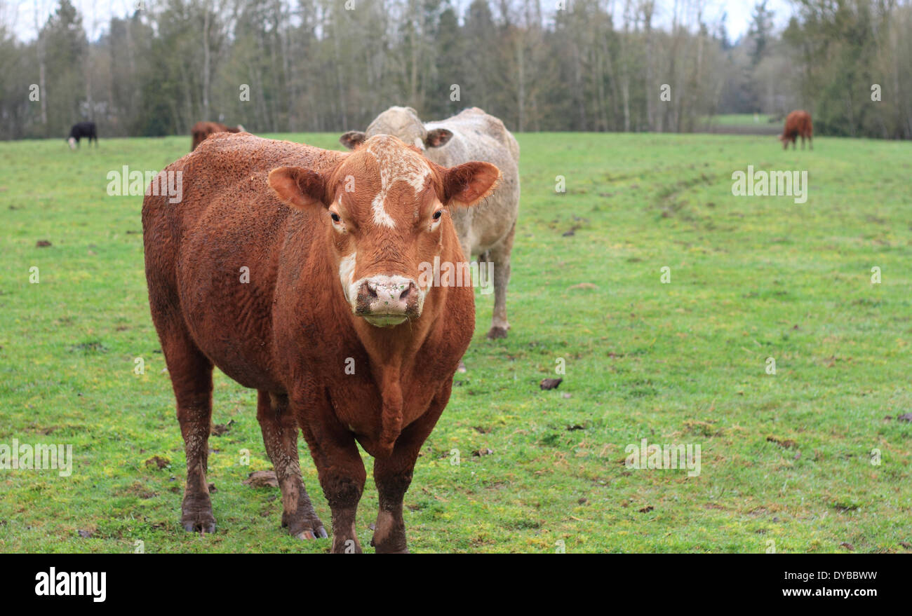 Cow in muddy field cow standing in a field hi-res stock photography and ...