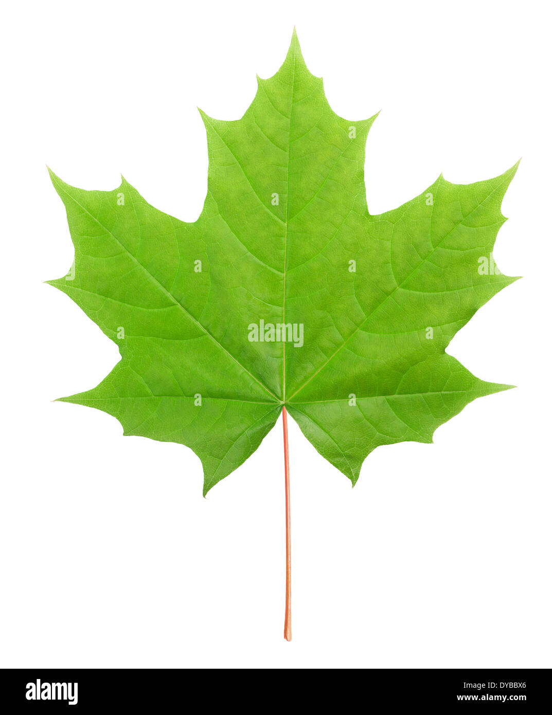 Green maple leaf isolated on white background Stock Photo - Alamy